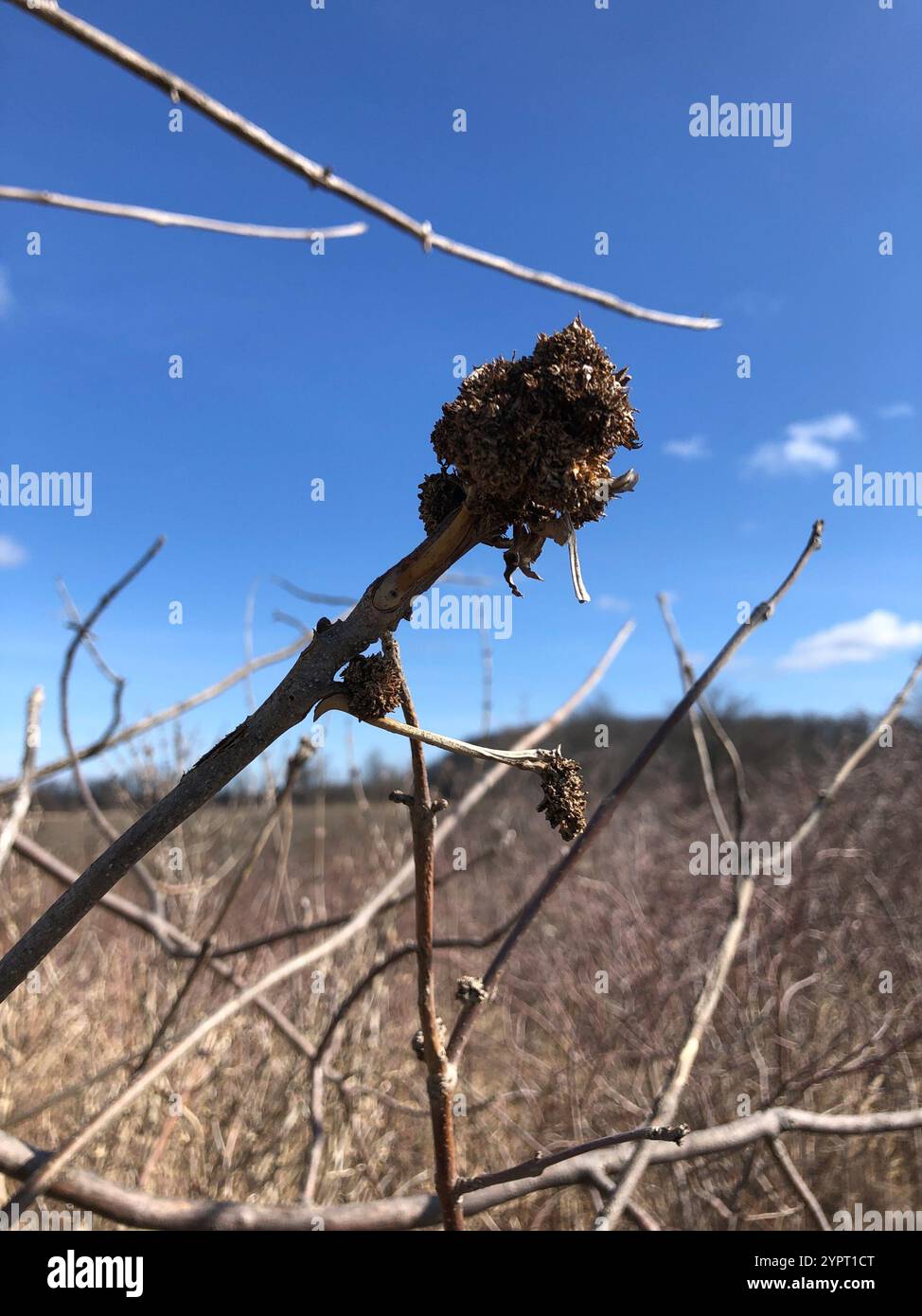 Ash Flower Gall Mite (Aceria fraxiniflora Stock Photo - Alamy