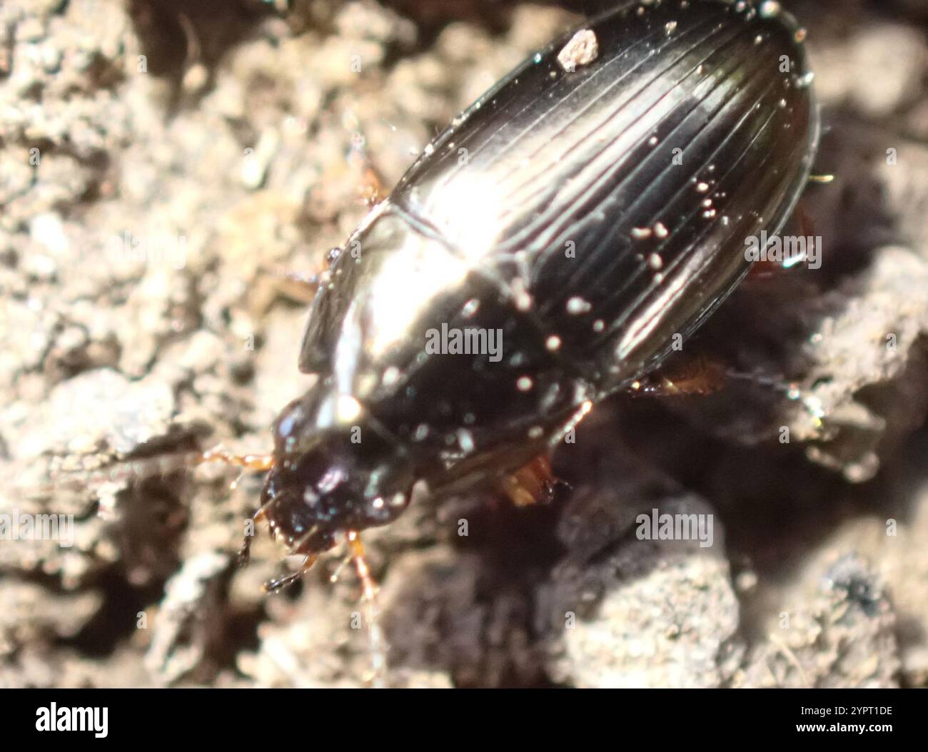Social Sun Beetle (Amara familiaris Stock Photo - Alamy