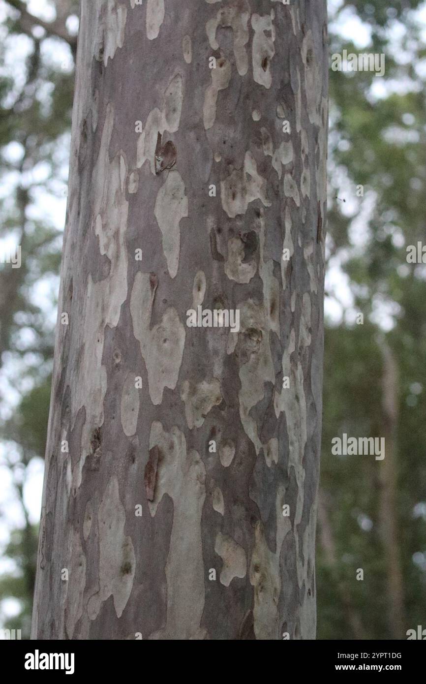 Spotted Gum (Corymbia maculata Stock Photo - Alamy