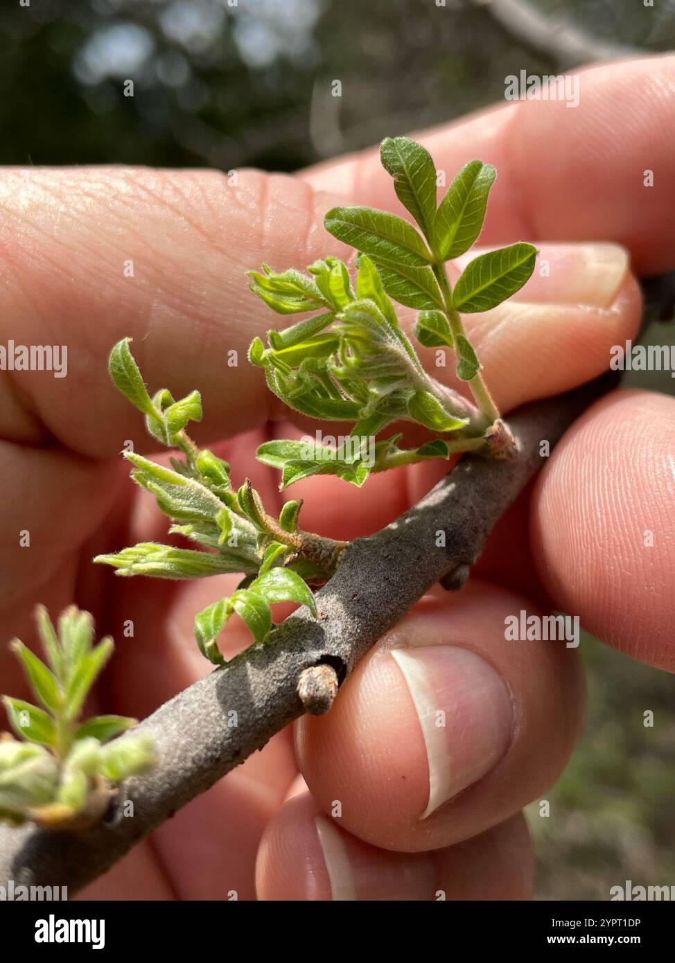 Prairie flameleaf sumac (Rhus lanceolata Stock Photo - Alamy