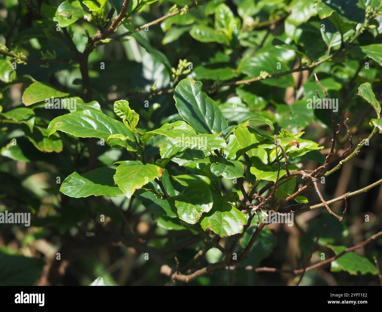 (Maesa perlaria formosana Stock Photo - Alamy