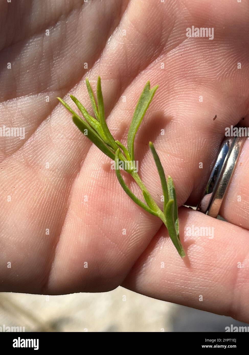 Greasewood (Sarcobatus vermiculatus Stock Photo - Alamy