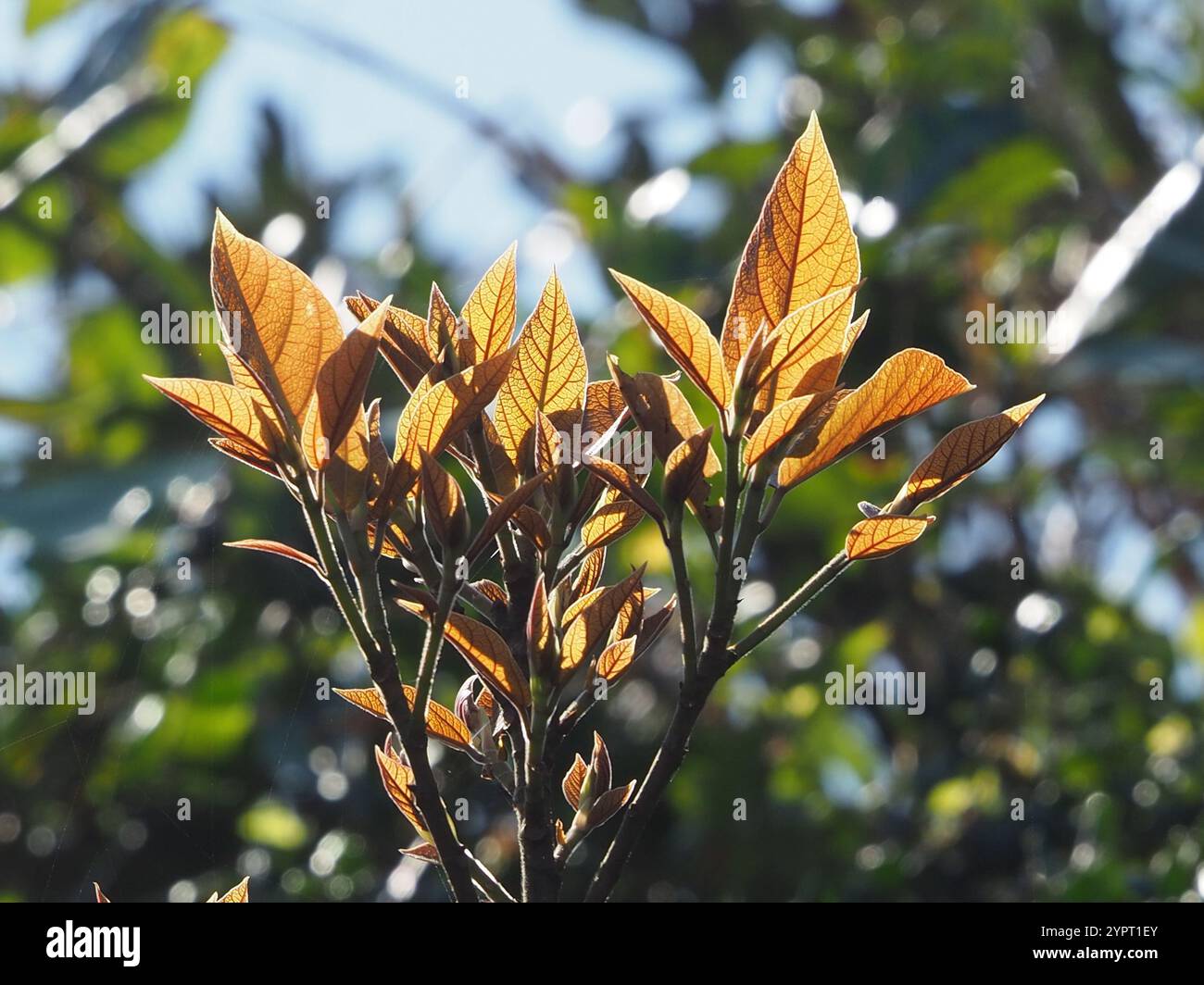 Beechey Fig (Ficus erecta beecheyana Stock Photo - Alamy