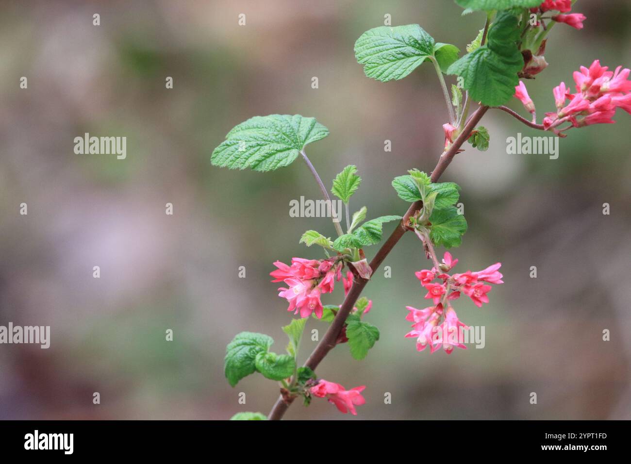 Red-flowering Currant (Ribes sanguineum Stock Photo - Alamy