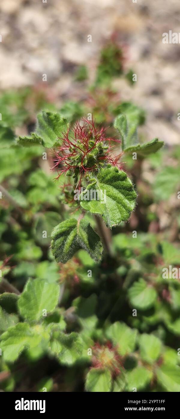 Round Copperleaf (Acalypha monostachya Stock Photo - Alamy