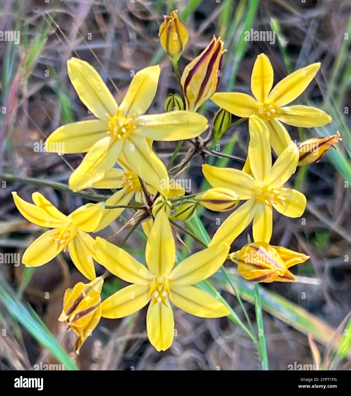 golden brodiaea (Triteleia ixioides ixioides Stock Photo - Alamy