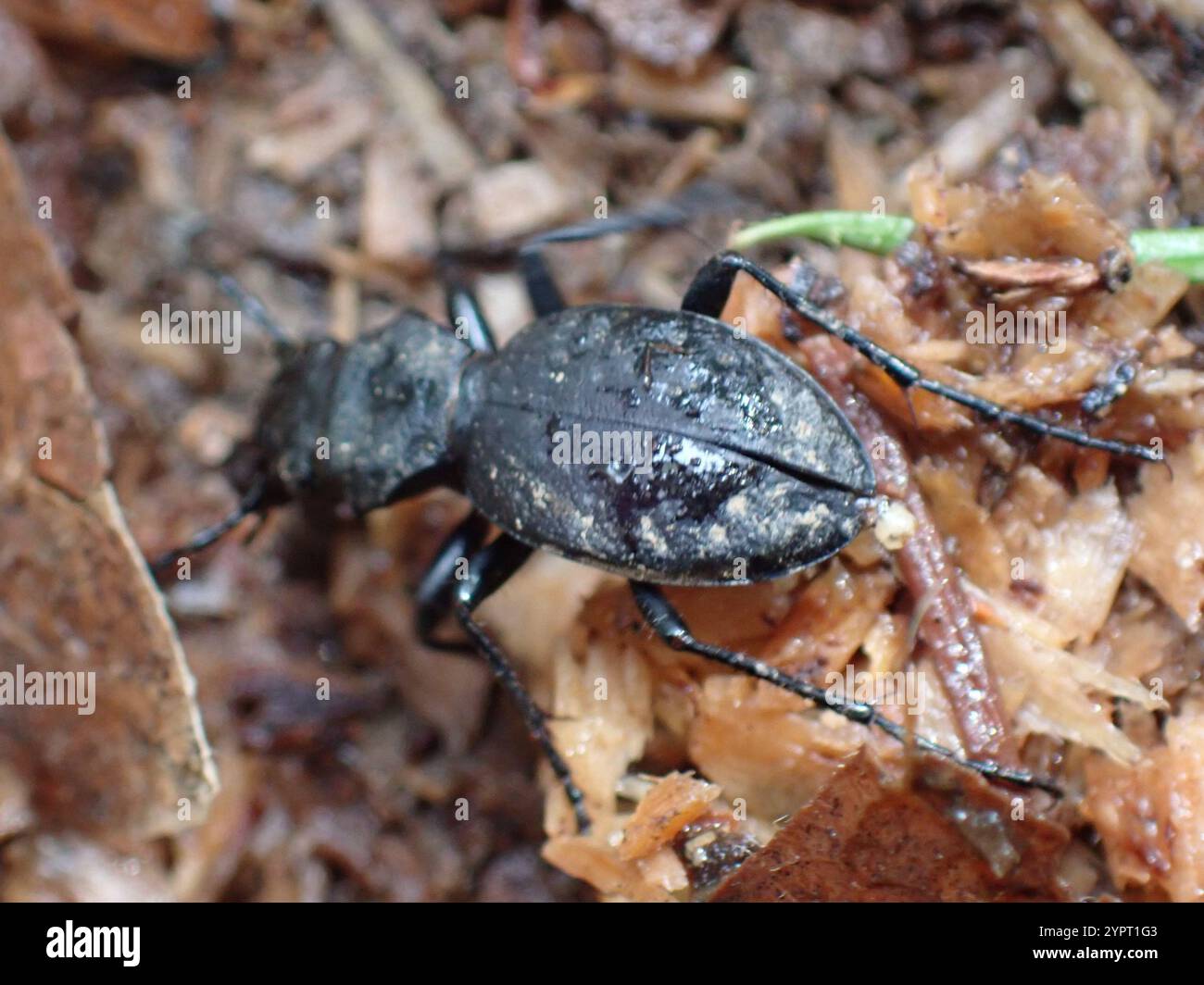 Greater Night-stalking Tiger Beetle (Omus dejeanii Stock Photo - Alamy