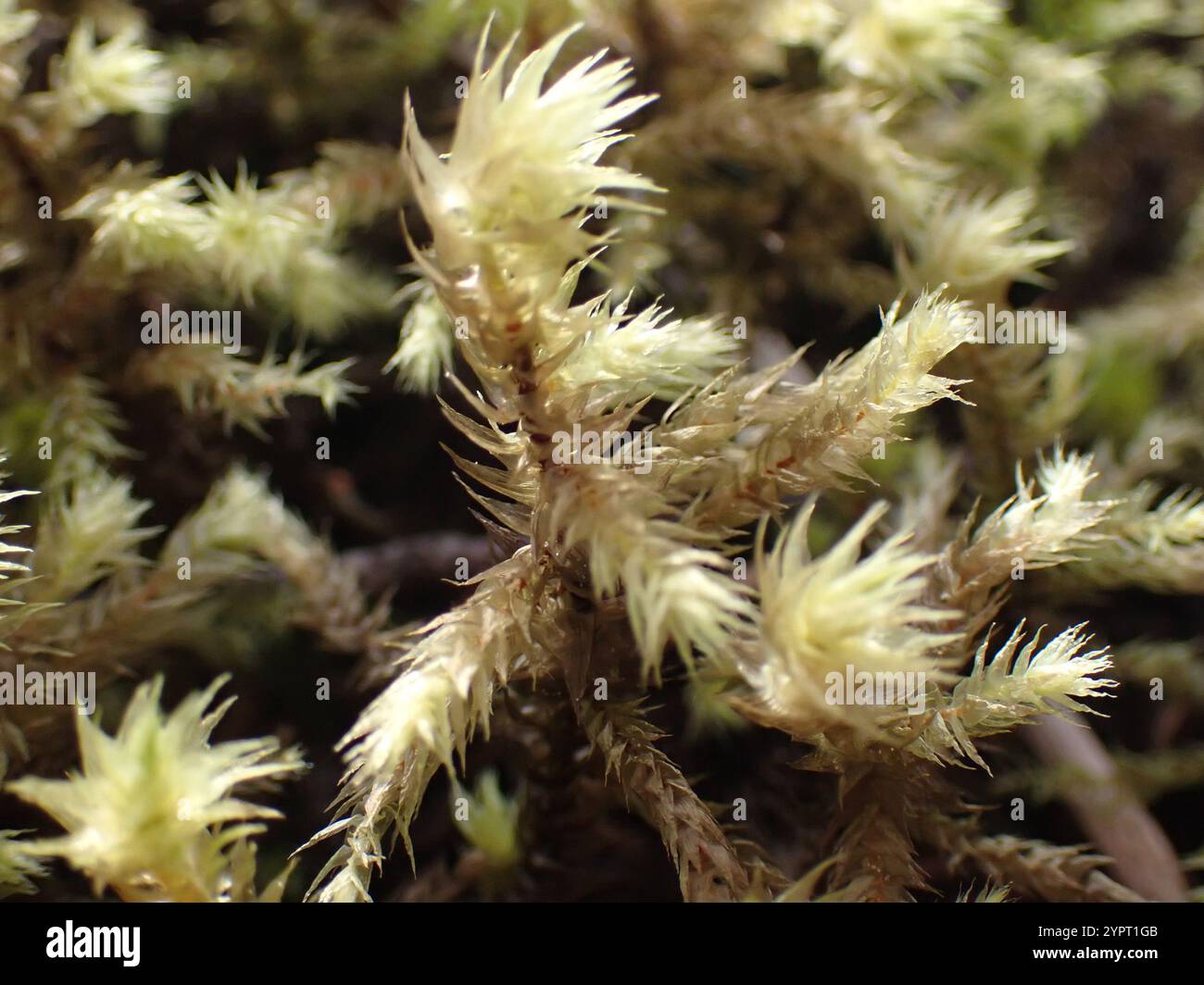 rough goose neck moss (Hylocomiadelphus triquetrus Stock Photo - Alamy