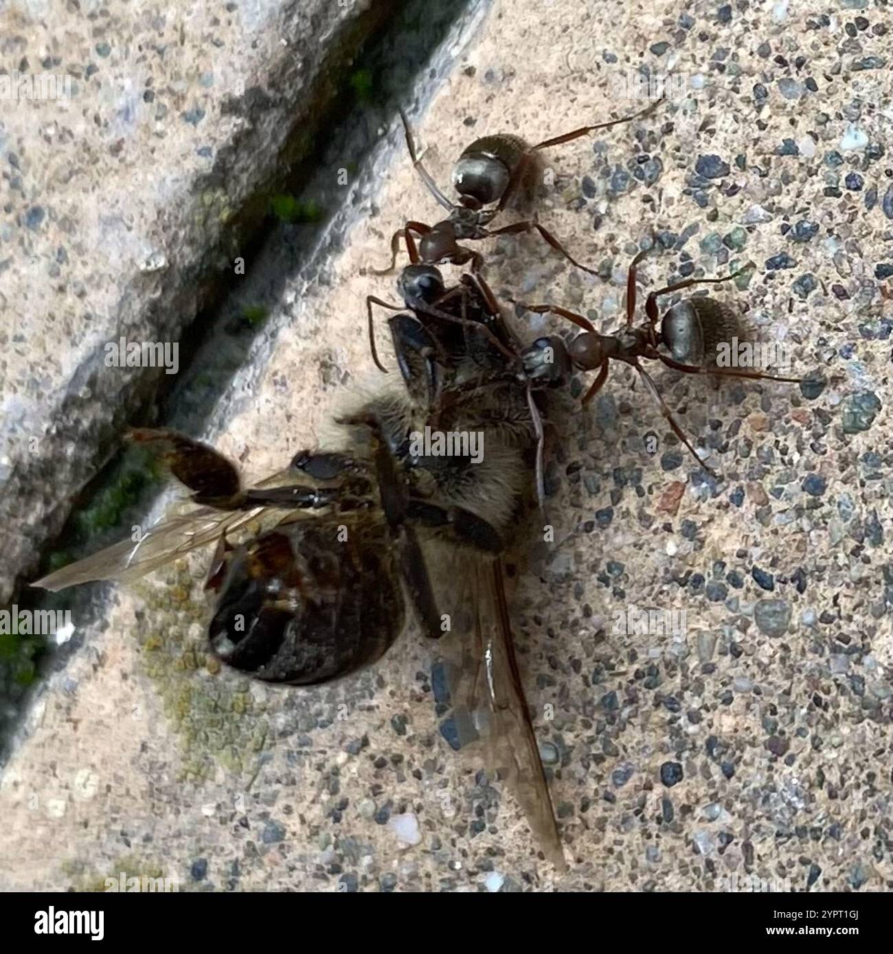 cinerea-group Field Ants (Formica cinerea Stock Photo - Alamy
