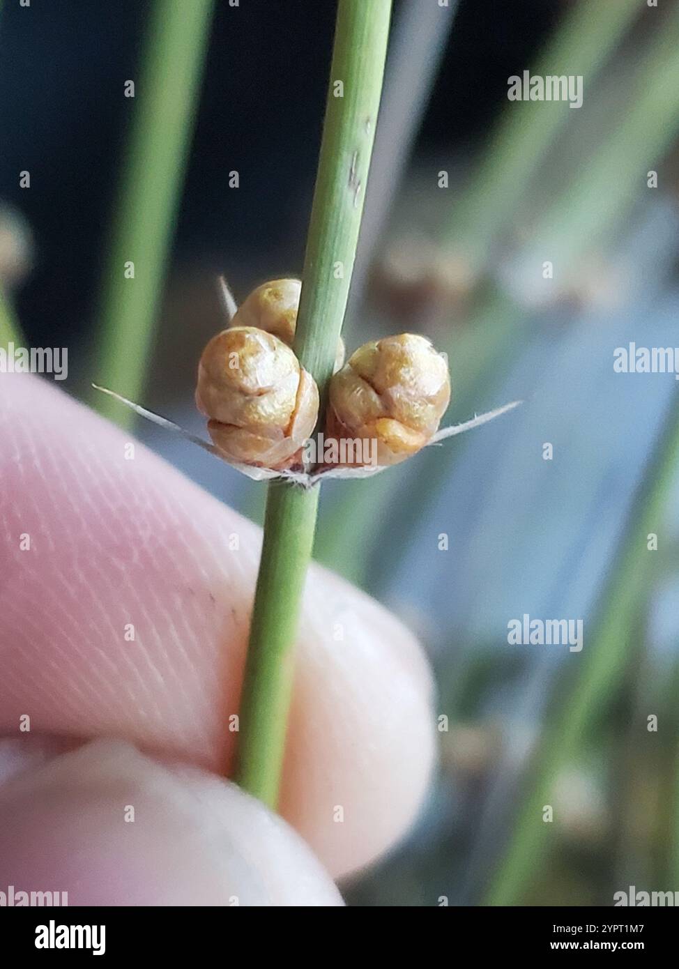 longleaf ephedra (Ephedra trifurca Stock Photo - Alamy