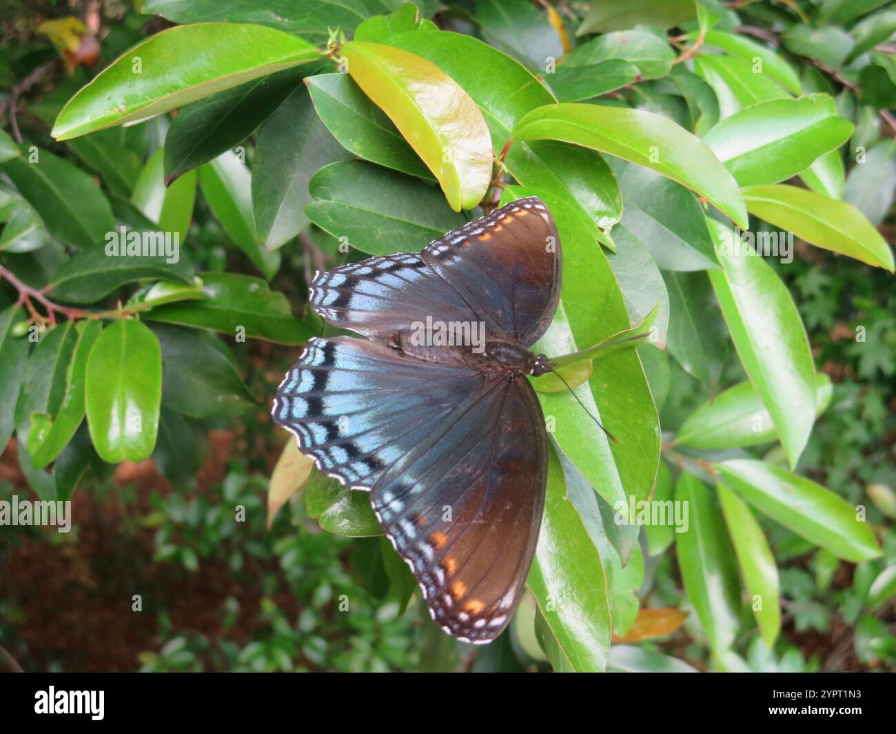 Red-spotted Admiral (Limenitis arthemis Stock Photo - Alamy