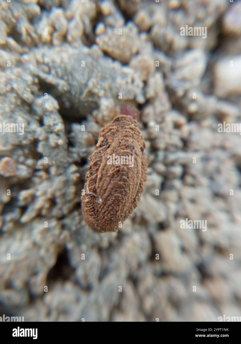 Case-bearing Leaf Beetles (Cryptocephalinae Stock Photo - Alamy