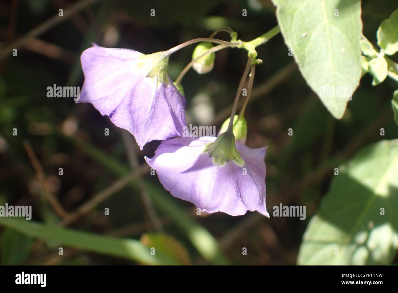 purple nightshade (Solanum xanti Stock Photo - Alamy