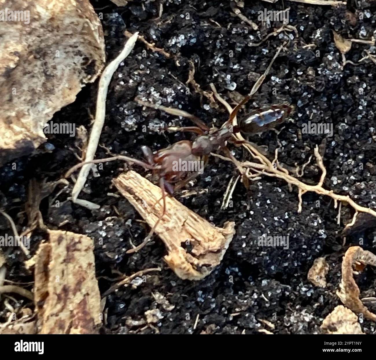 Rough-node Trap-jaw Ant (Odontomachus ruginodis Stock Photo - Alamy