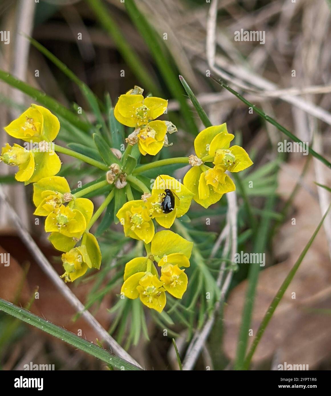 Spurge Flea Beetles (Aphthona Stock Photo - Alamy