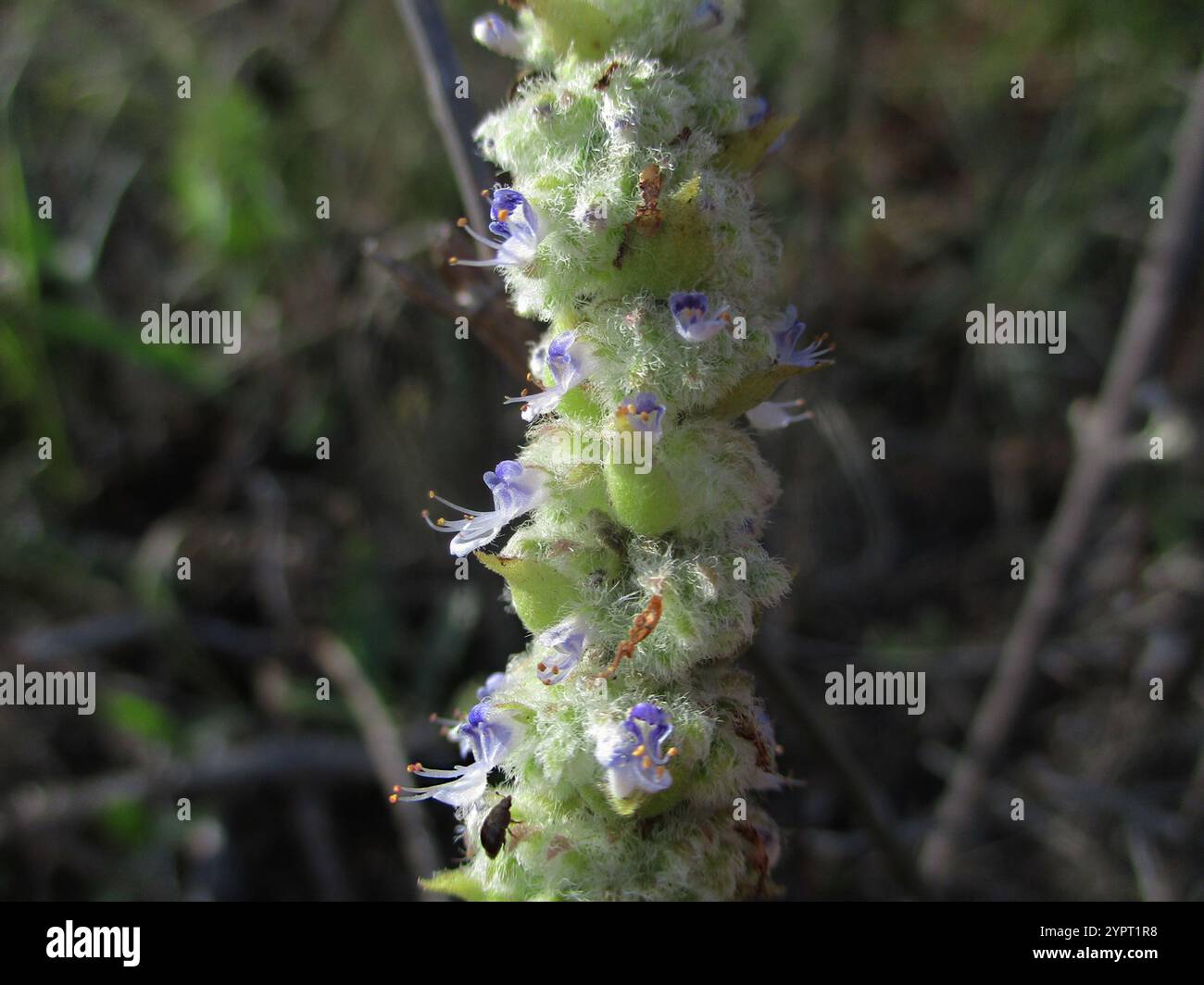 Camphor Spurflower (Coleus cylindraceus Stock Photo - Alamy