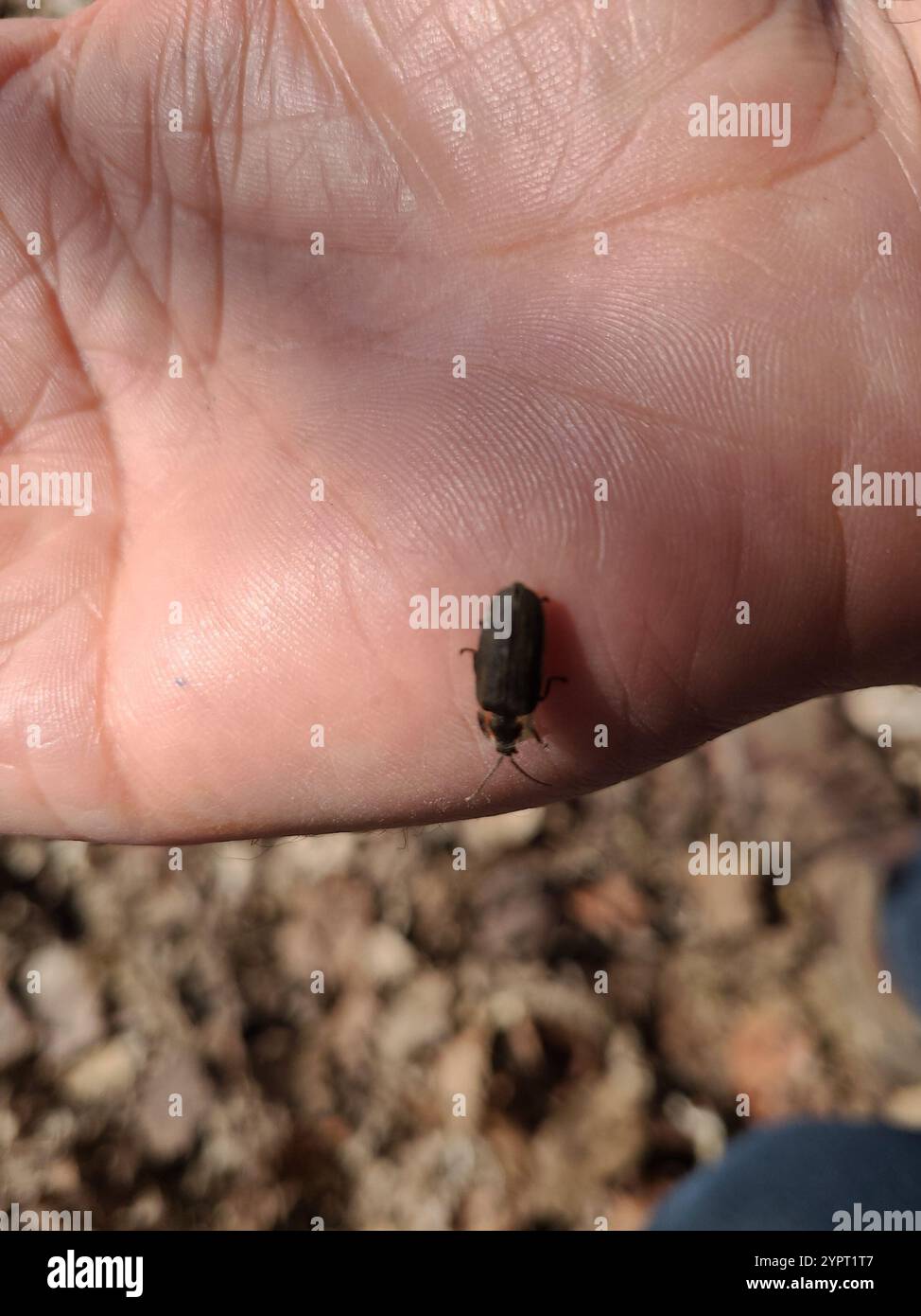 Winter Firefly (Ellychnia corrusca Stock Photo - Alamy