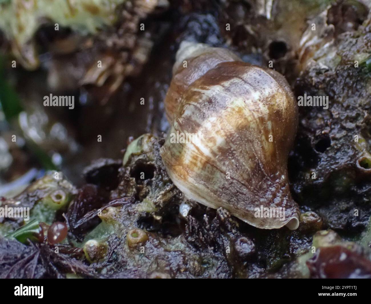 Frilled Dogwinkle (Nucella lamellosa Stock Photo - Alamy