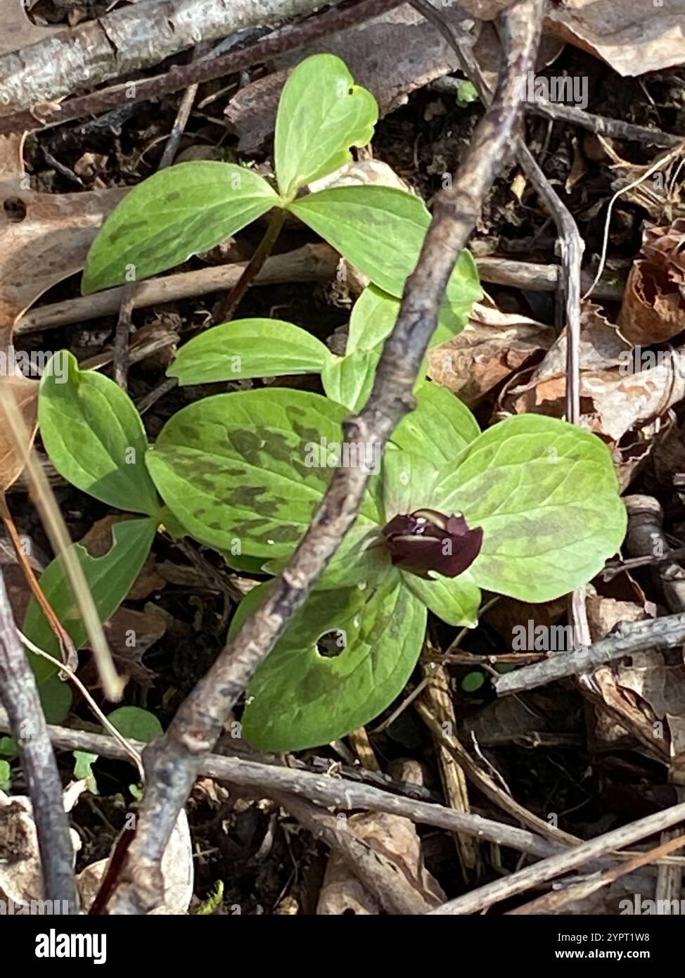toadshade (Trillium sessile Stock Photo - Alamy