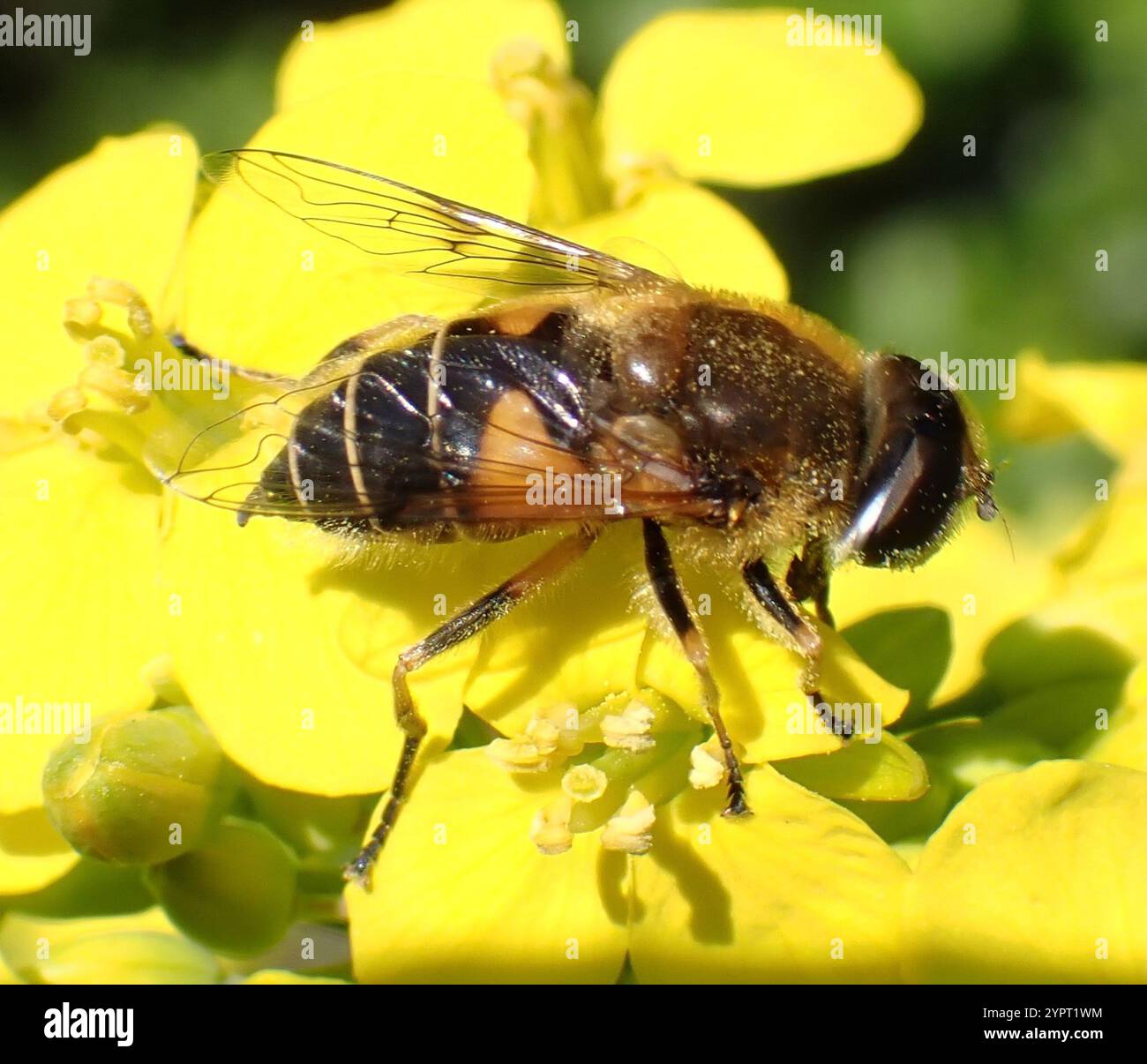 Stripe-winged Drone Fly (Eristalis horticola Stock Photo - Alamy