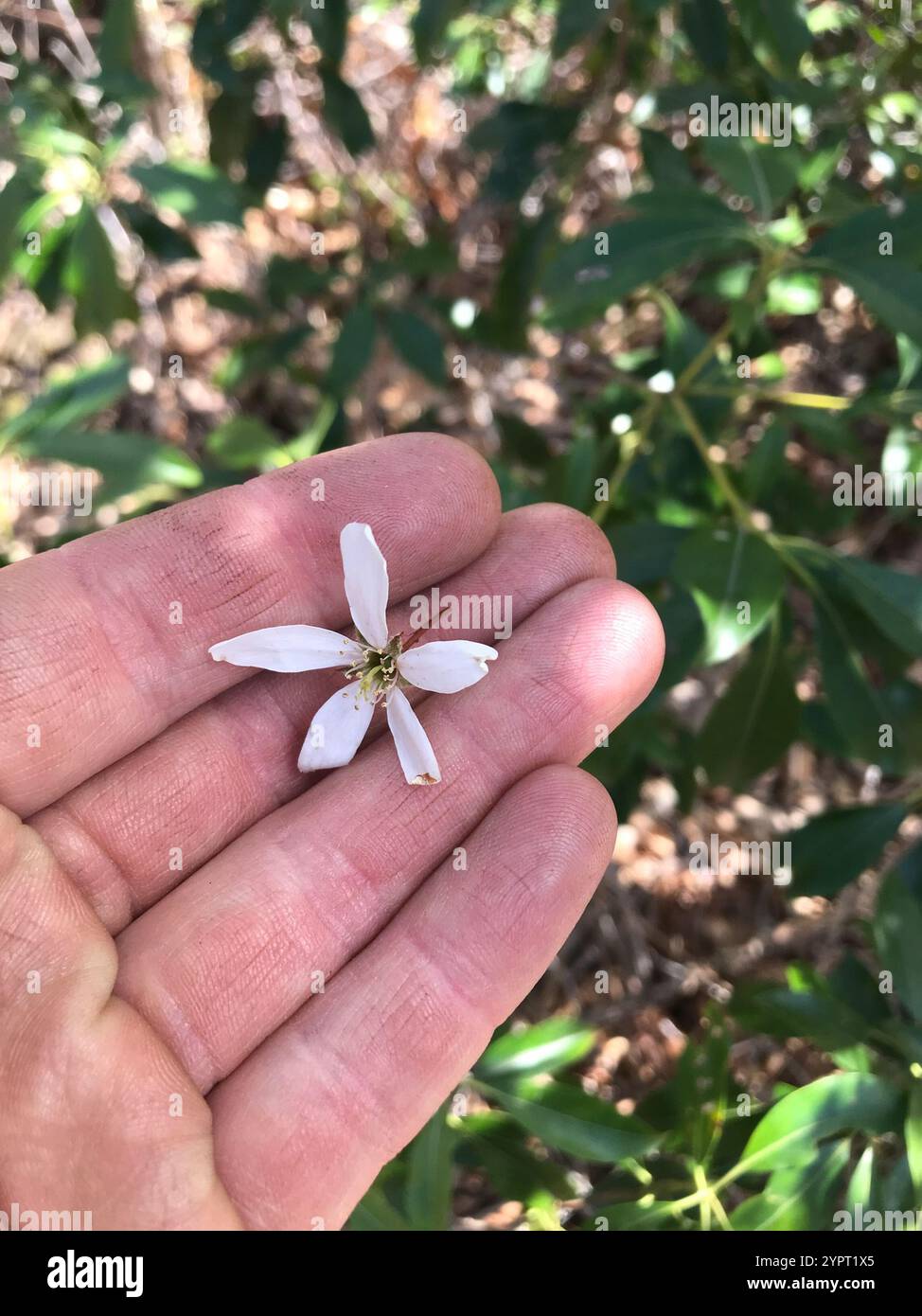 smooth shadbush (Amelanchier laevis Stock Photo - Alamy