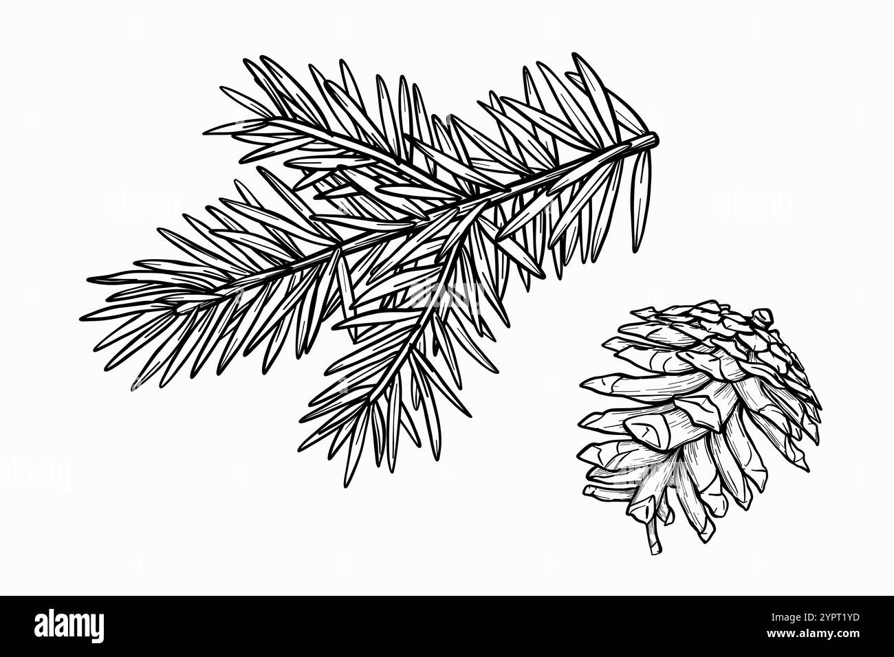 Painted pine cone Black and White Stock Photos & Images - Alamy