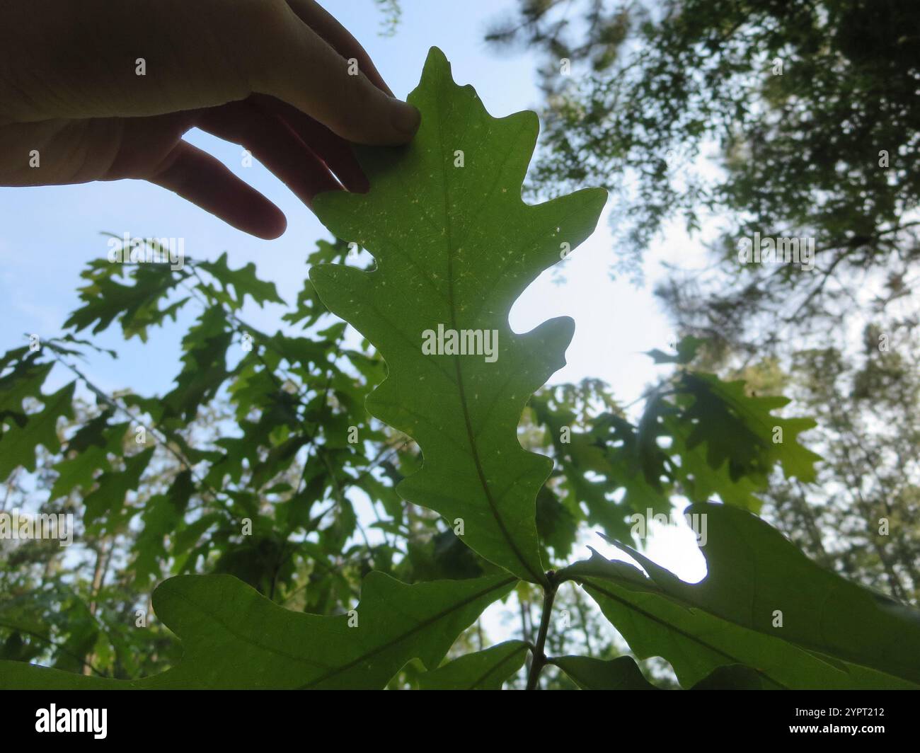 white oak (Quercus alba Stock Photo - Alamy