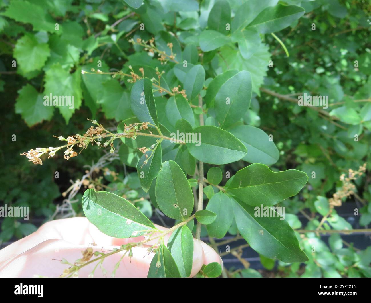 Chinese privet (Ligustrum sinense Stock Photo - Alamy