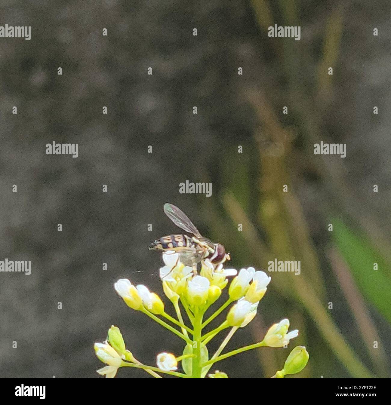 Eastern Calligrapher (Toxomerus geminatus Stock Photo - Alamy