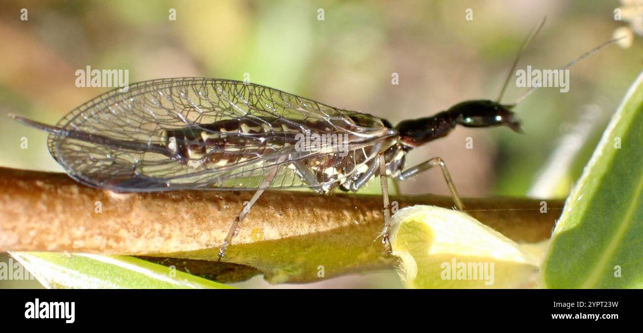oak snakefly (Phaeostigma notata Stock Photo - Alamy