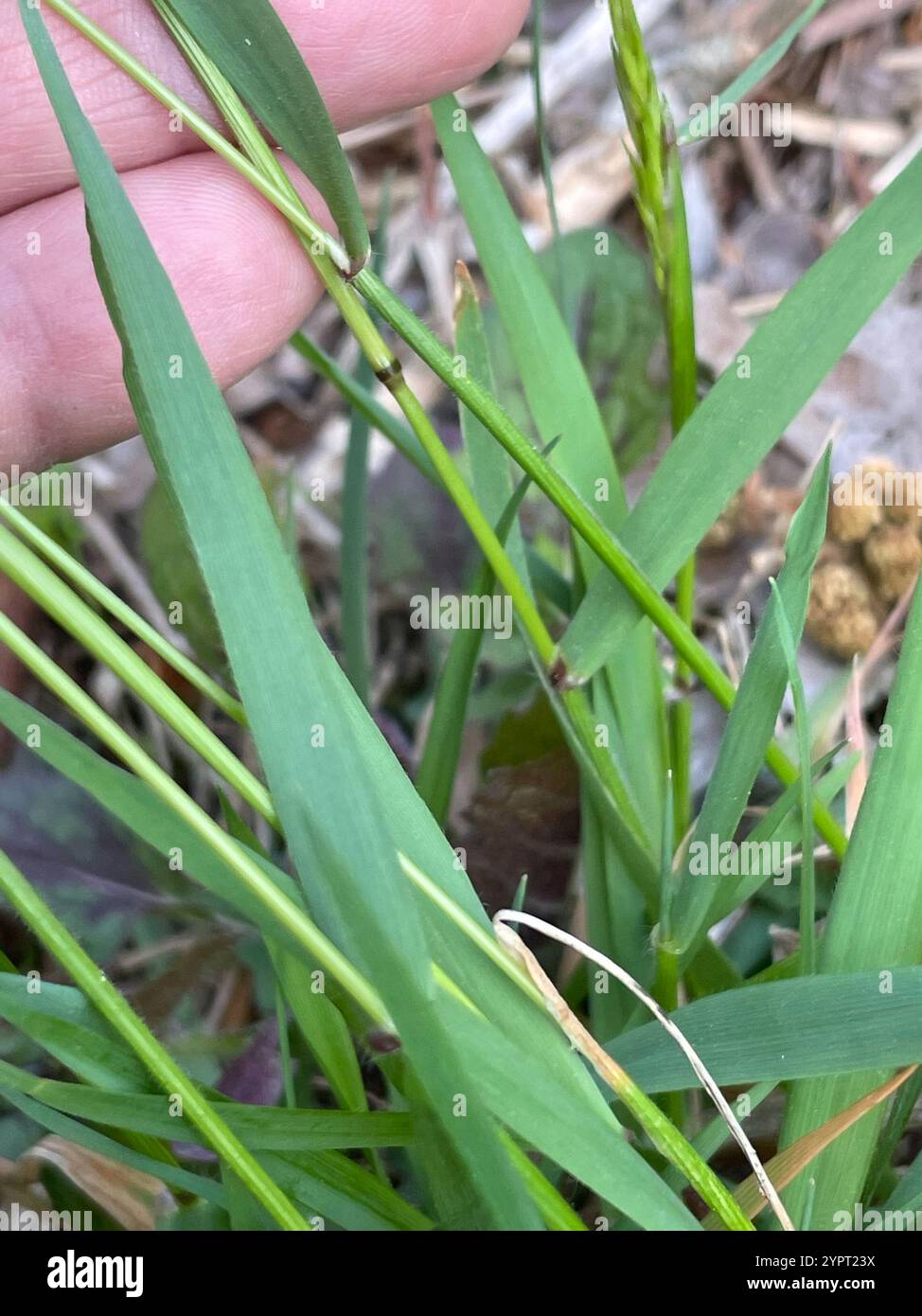 sweet vernal grass (Anthoxanthum odoratum Stock Photo - Alamy