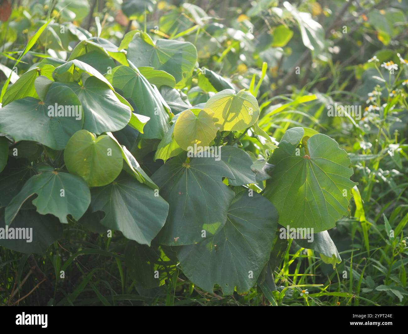 sea hibiscus (Hibiscus tiliaceus Stock Photo - Alamy