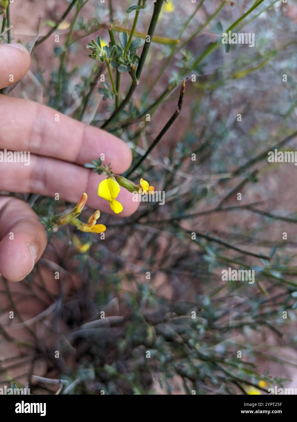 shrubby deervetch (Acmispon rigidus Stock Photo - Alamy