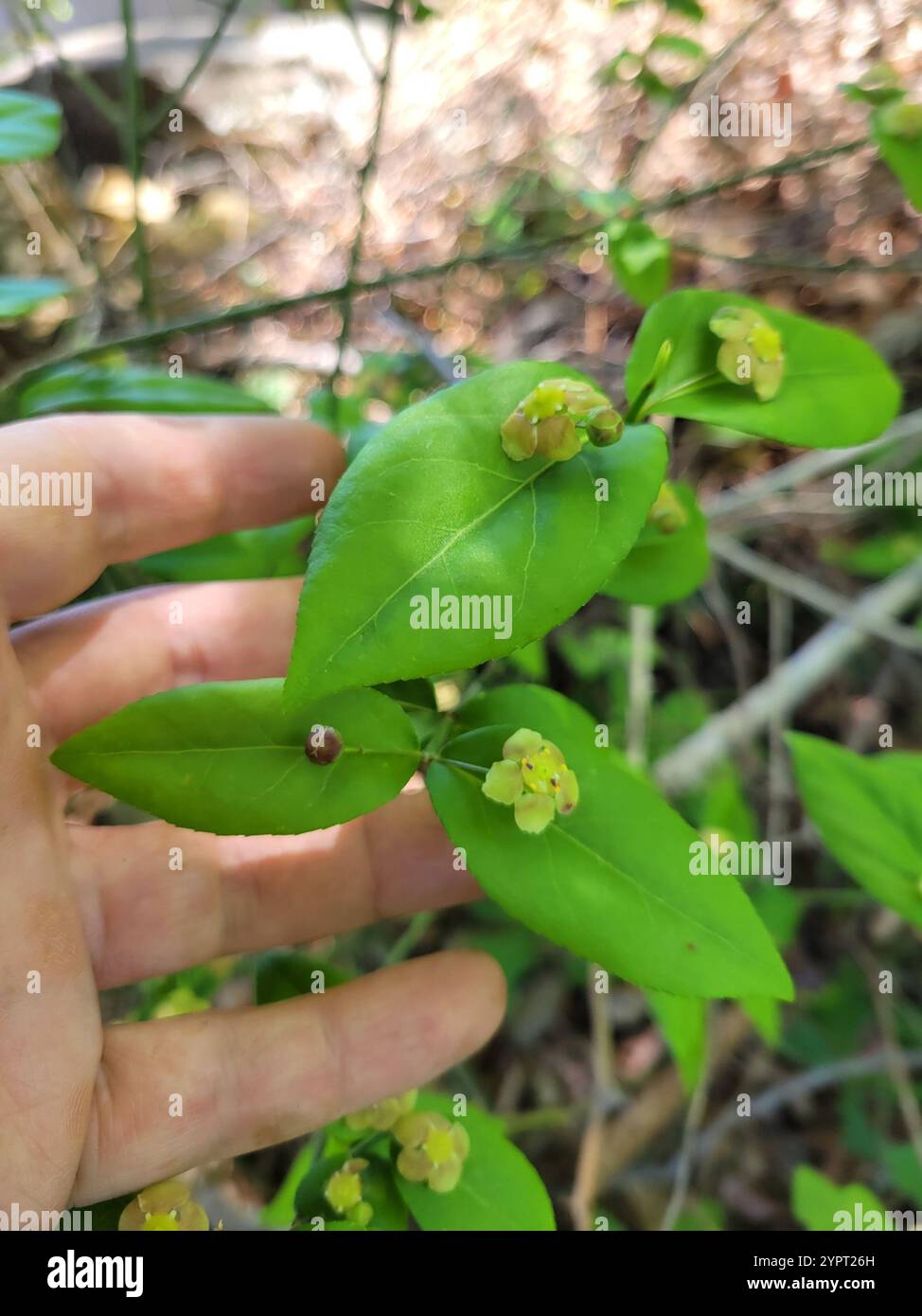 strawberry bush (Euonymus americanus Stock Photo - Alamy