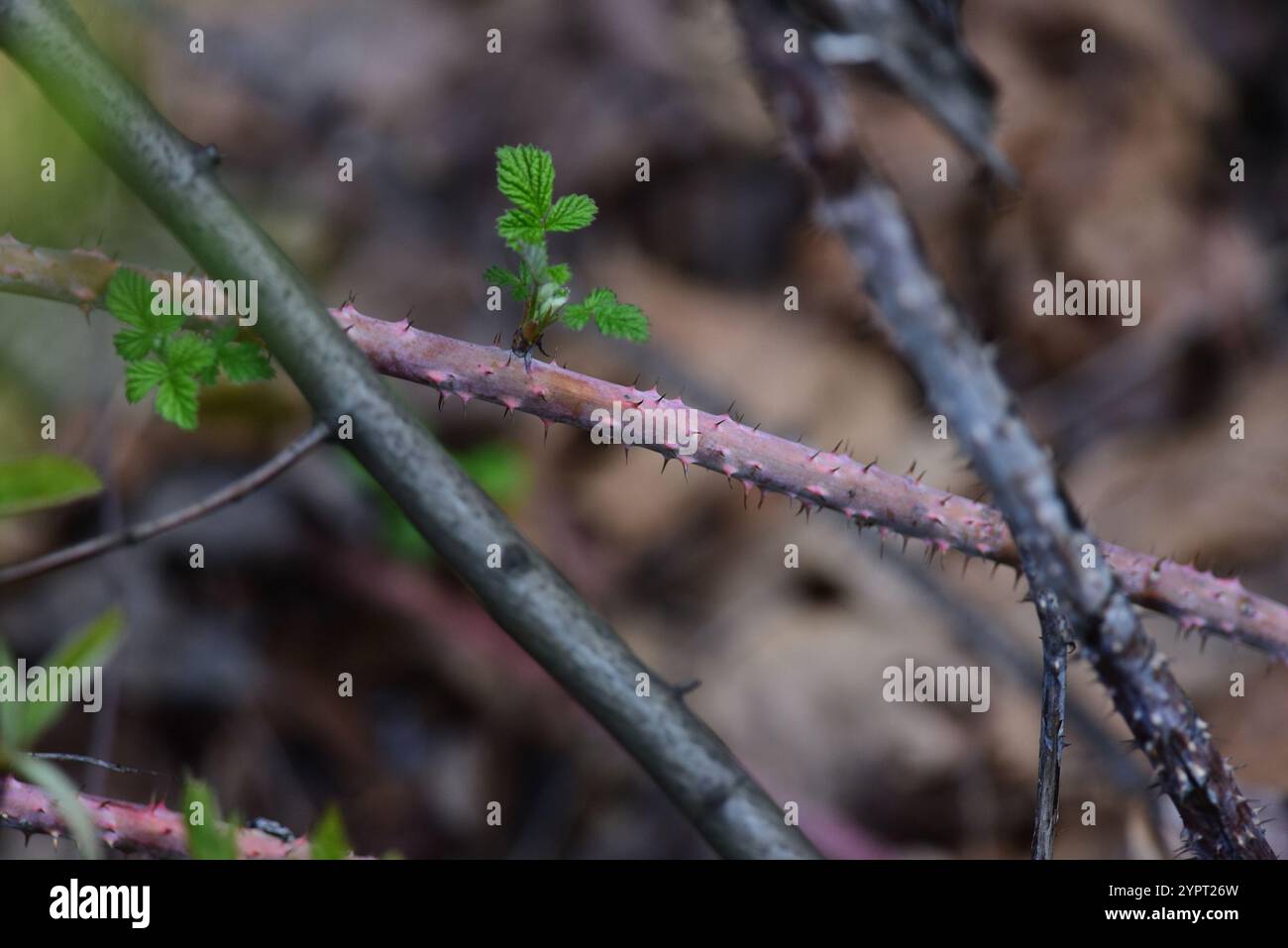 whitebark raspberry (Rubus leucodermis Stock Photo - Alamy