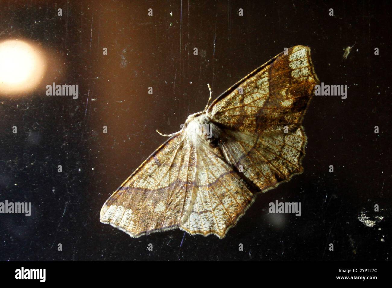 Besma moth hi-res stock photography and images - Alamy