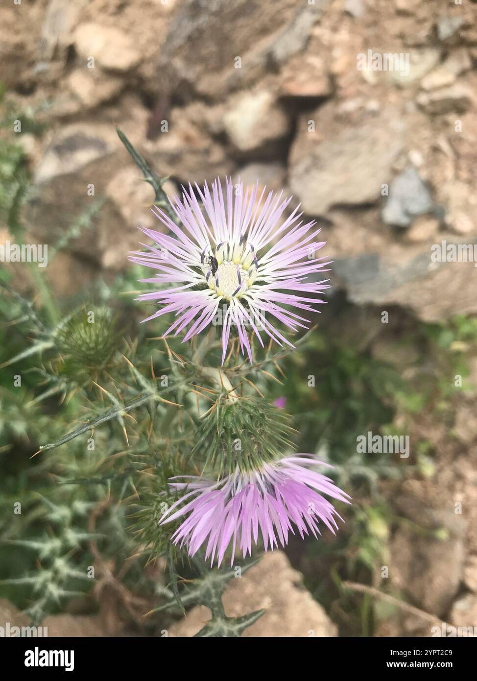 Boar Thistle (Galactites tomentosus Stock Photo - Alamy