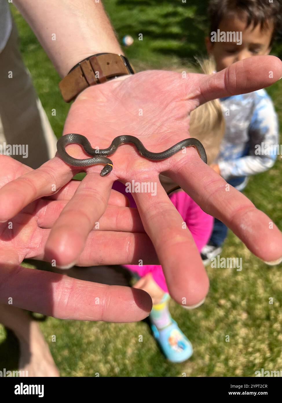 Ring-necked Snake (Diadophis punctatus Stock Photo - Alamy