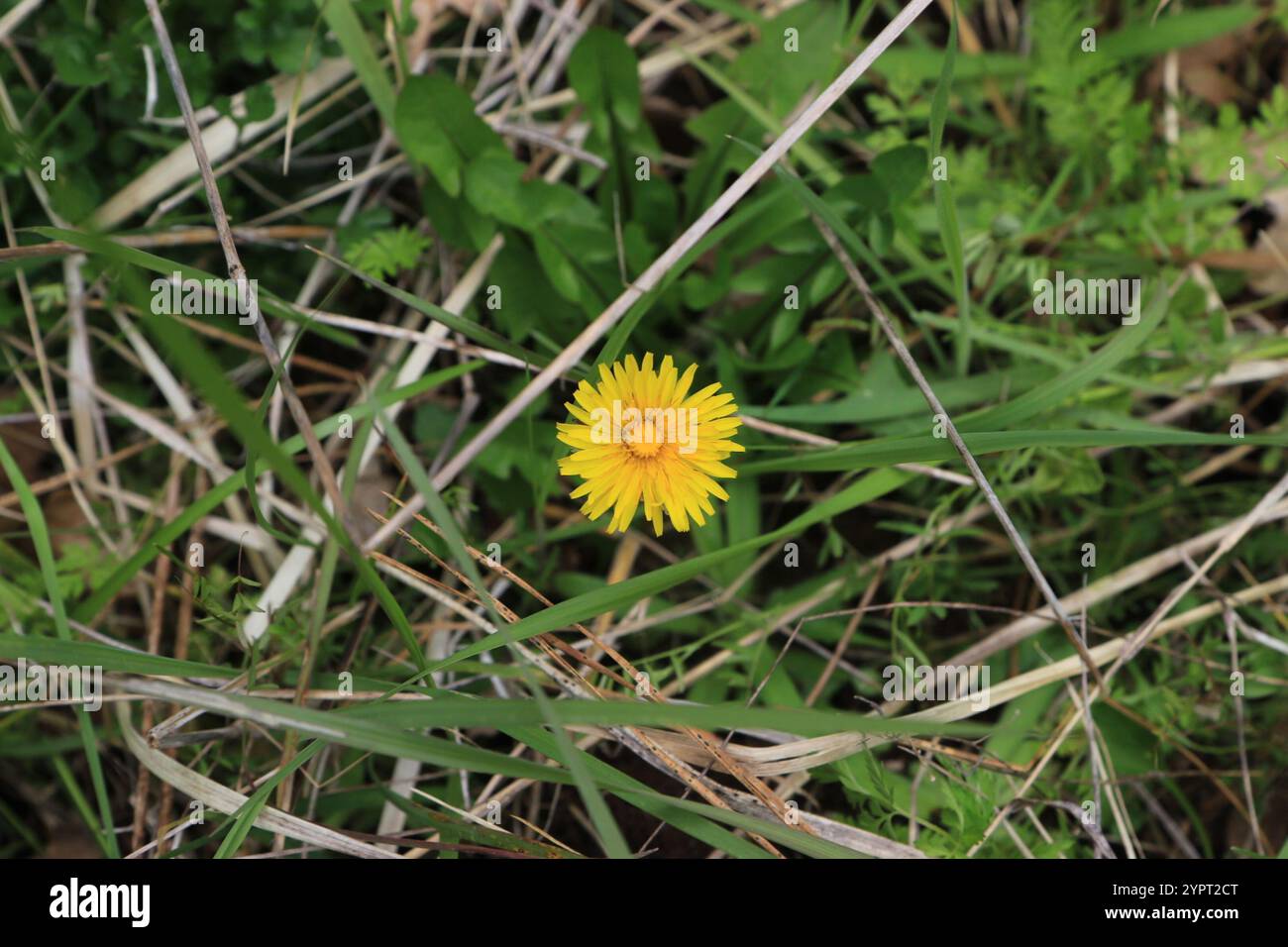 common dandelion (Taraxacum officinale Stock Photo - Alamy