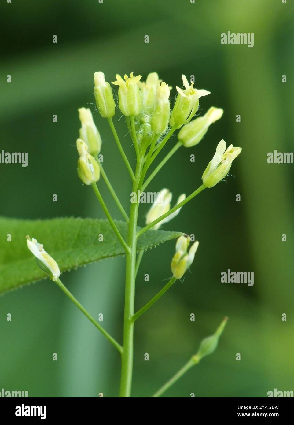 littlepod false flax (Camelina microcarpa Stock Photo - Alamy