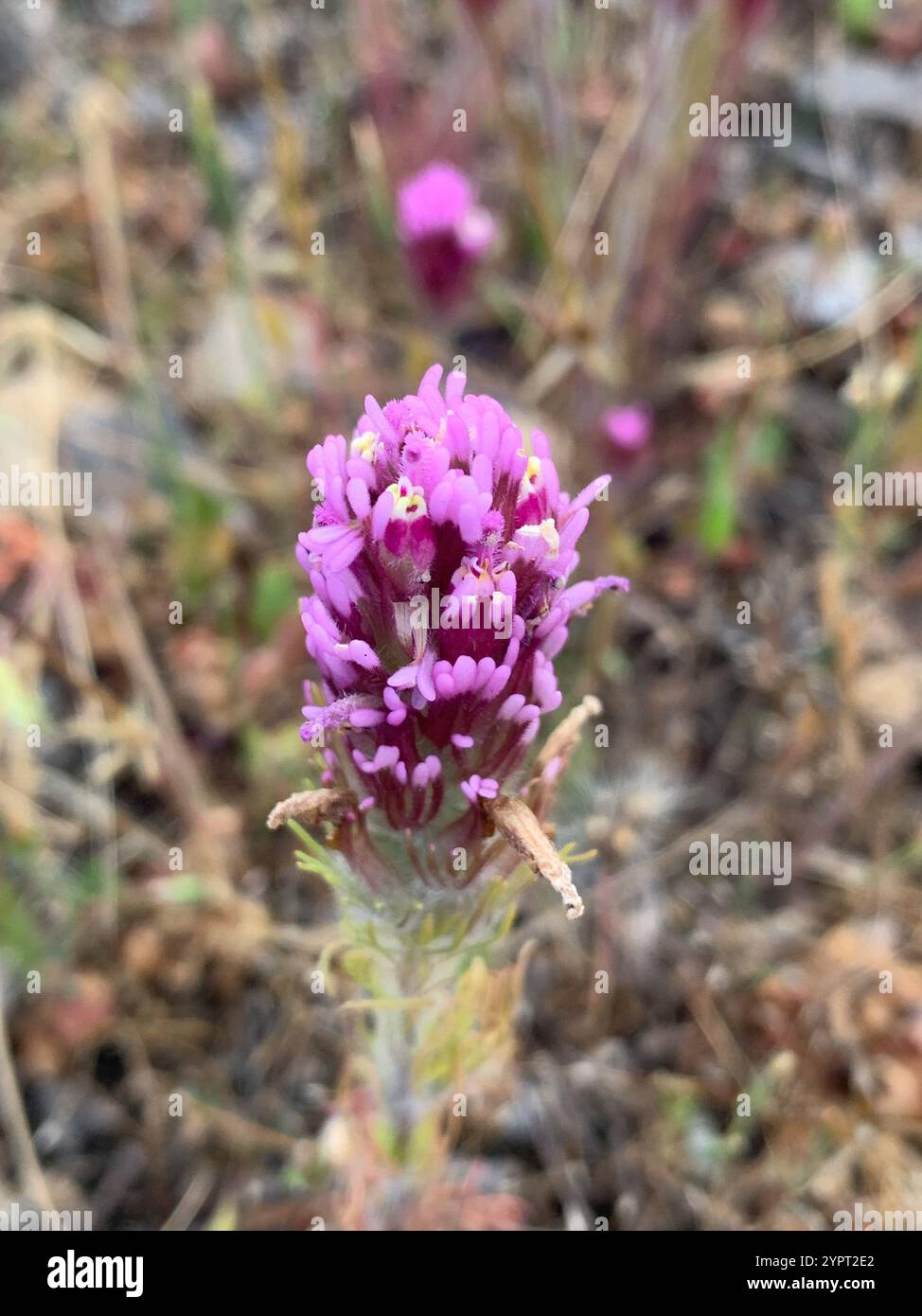 purple owl's-clover (Castilleja exserta Stock Photo - Alamy