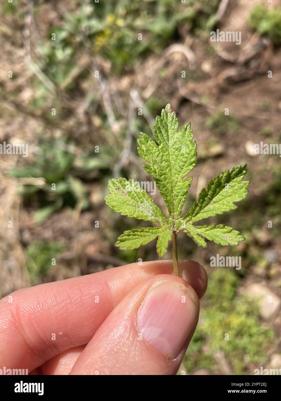 Japanese Hops (Humulus scandens Stock Photo - Alamy