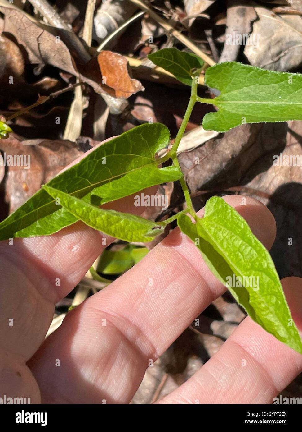 Virginia snakeroot (Aristolochia serpentaria Stock Photo - Alamy