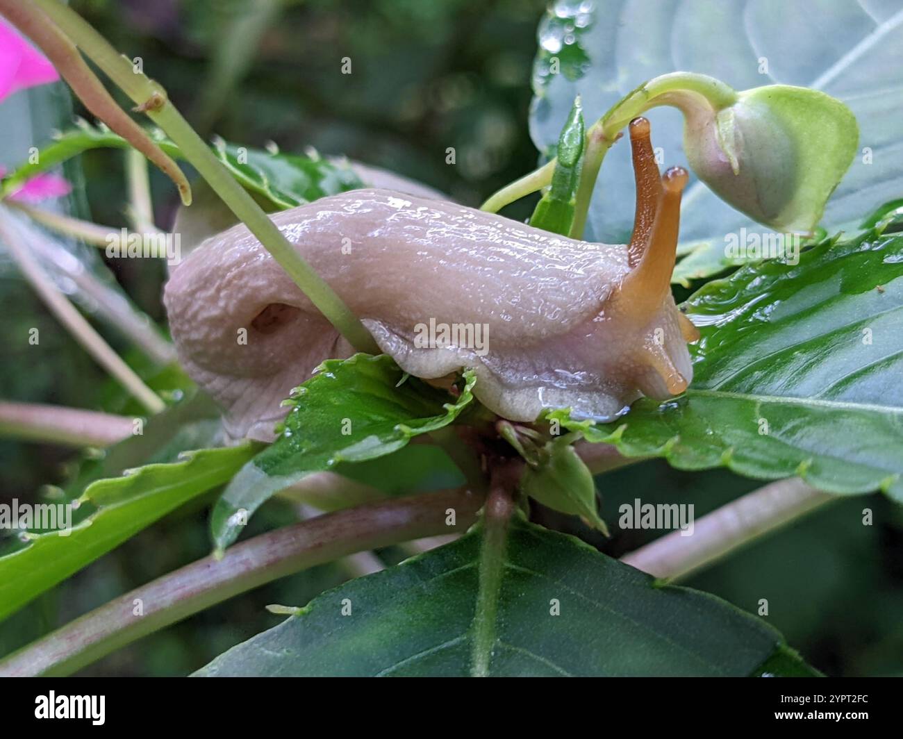Common Land Snails and Slugs (Stylommatophora Stock Photo - Alamy