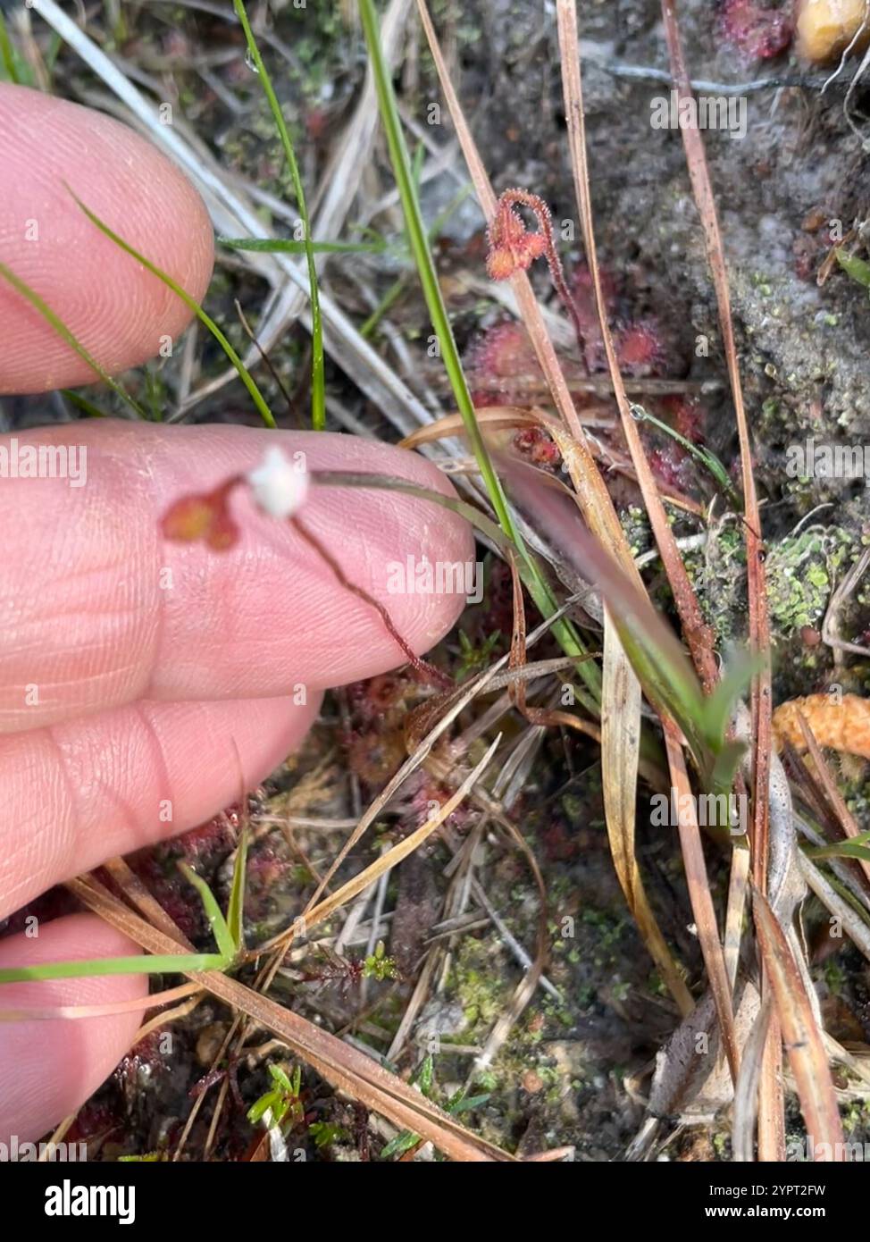 dwarf sundew (Drosera brevifolia Stock Photo - Alamy