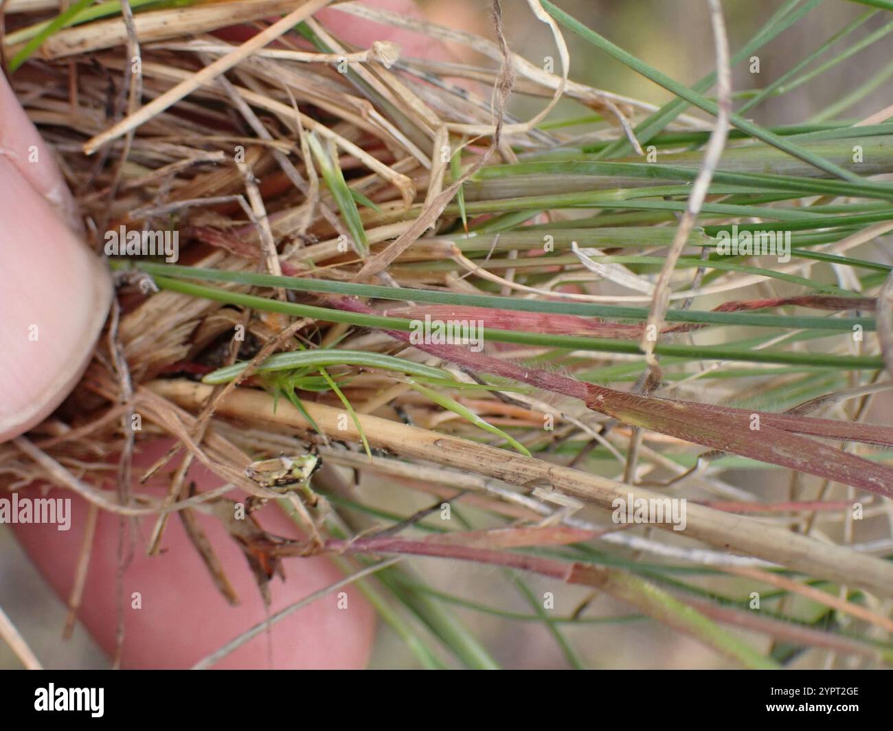Roemer's Fescue (Festuca roemeri Stock Photo - Alamy