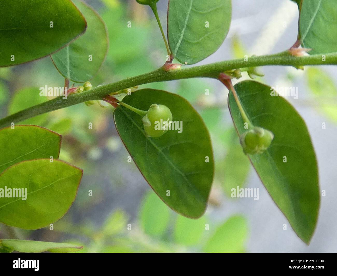 Mascarene Island leaf-flower (Phyllanthus tenellus Stock Photo - Alamy