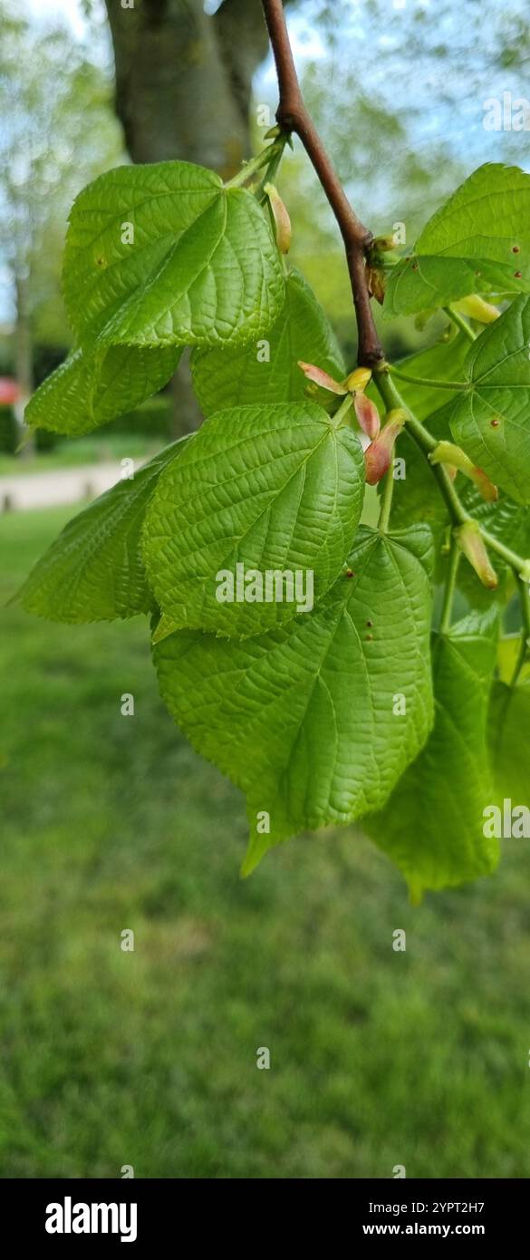 Small-leaved Lime (Tilia cordata Stock Photo - Alamy