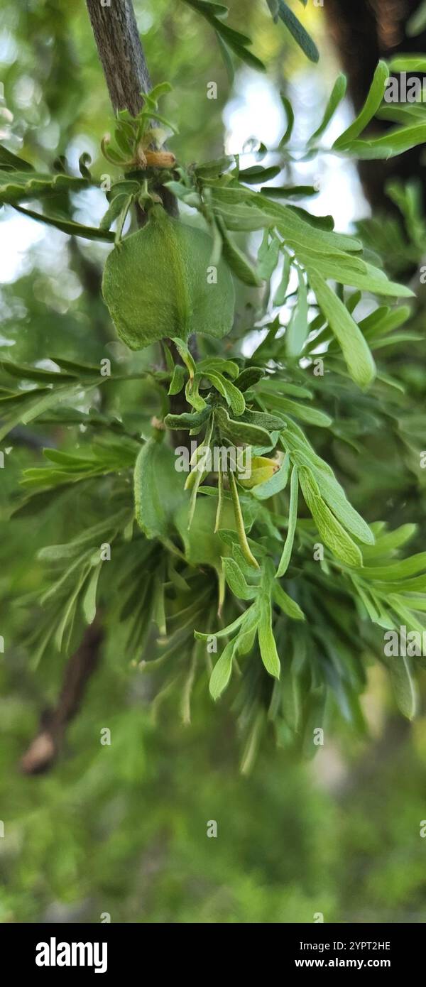Texas lignum-vitae (Guaiacum angustifolium Stock Photo - Alamy