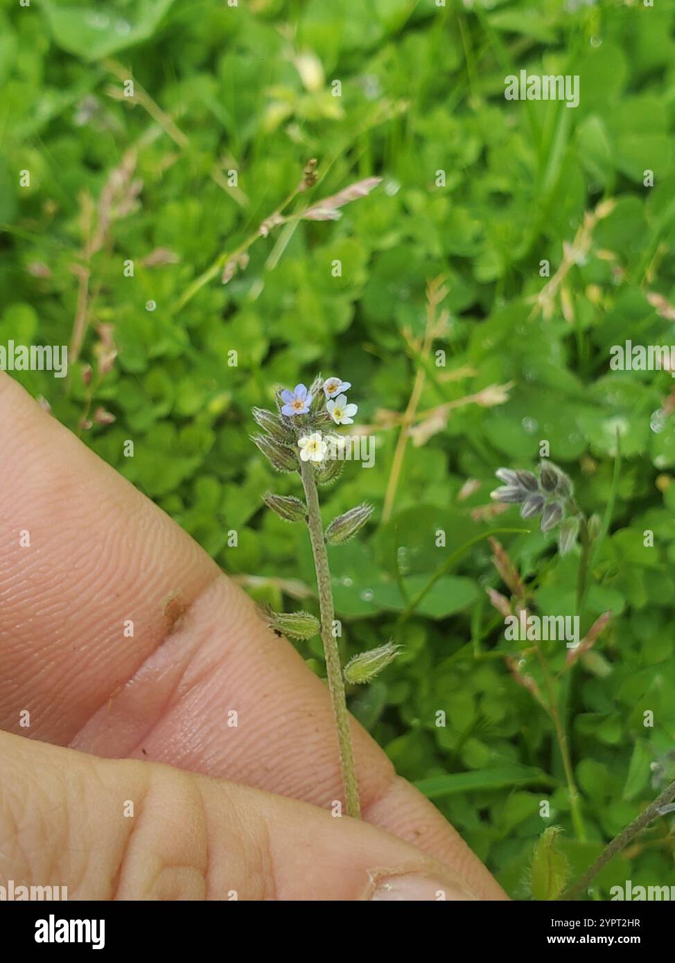 Changing Forget-me-not (Myosotis discolor Stock Photo - Alamy